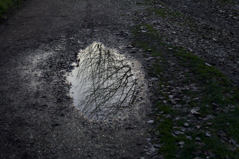 Puddle with a Bare Tree Casted in it Stock Photo - Image of dusk, deep ...