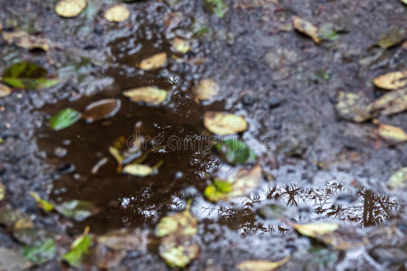 Puddle with Bright Overhead Reflection with Wet Dark Dirt Stock Image ...