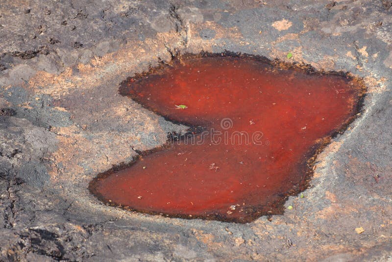 213 Blood Puddle Stock Photos - Free & Royalty-Free Stock Photos from ...