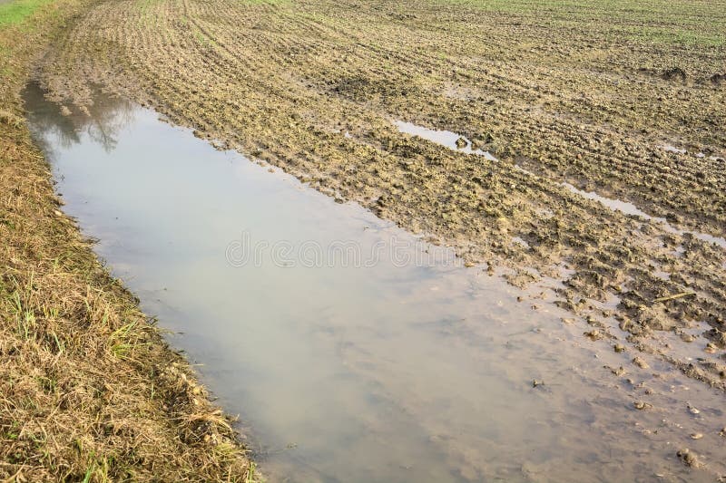 Puddle in a Cultivated Field Seen Up Close Stock Photo - Image of ...