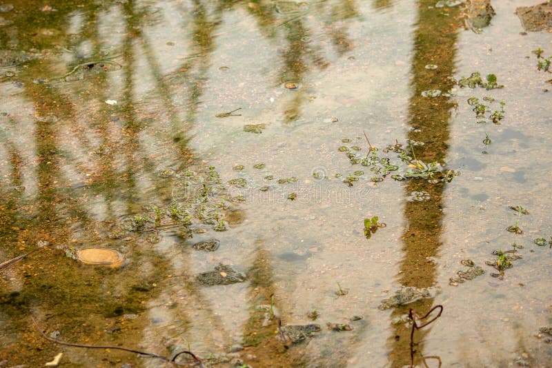 Puddle in the Dirt Ground after Rain. Reflection of Trees Around ...