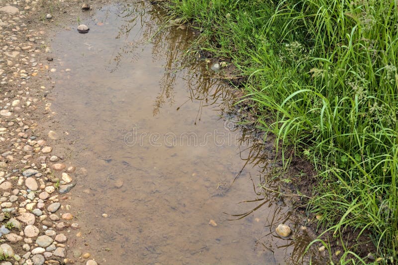 Puddle on a Dirt Path Next To a Field with the Grass Casted in the ...