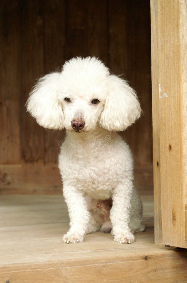 Puddle dog stock photo. Image of smart, wait, look, puddle - 3686672