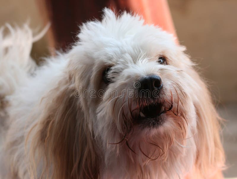 3,033 Puddle Dog Stock Photos - Free & Royalty-Free Stock Photos from ...