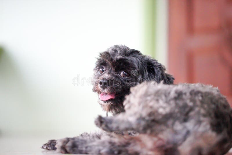3,033 Puddle Dog Stock Photos - Free & Royalty-Free Stock Photos from ...