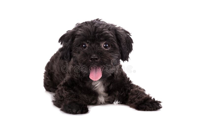 2,685 Puddle Dog Photos - Free & Royalty-Free Stock Photos from Dreamstime