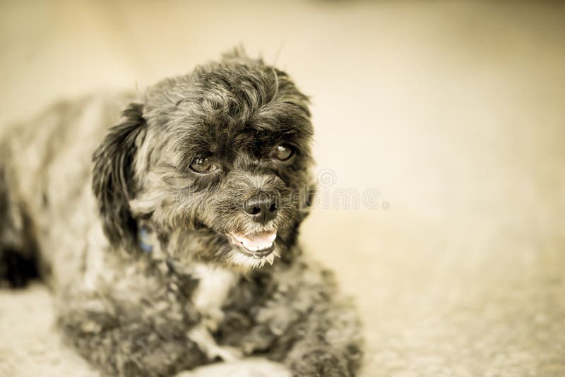 3,010 Puddle Dog Stock Photos - Free & Royalty-Free Stock Photos from ...