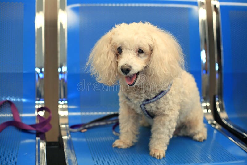 Puddle Dog Sitting on Blue Seat Stock Photo - Image of breed, small ...