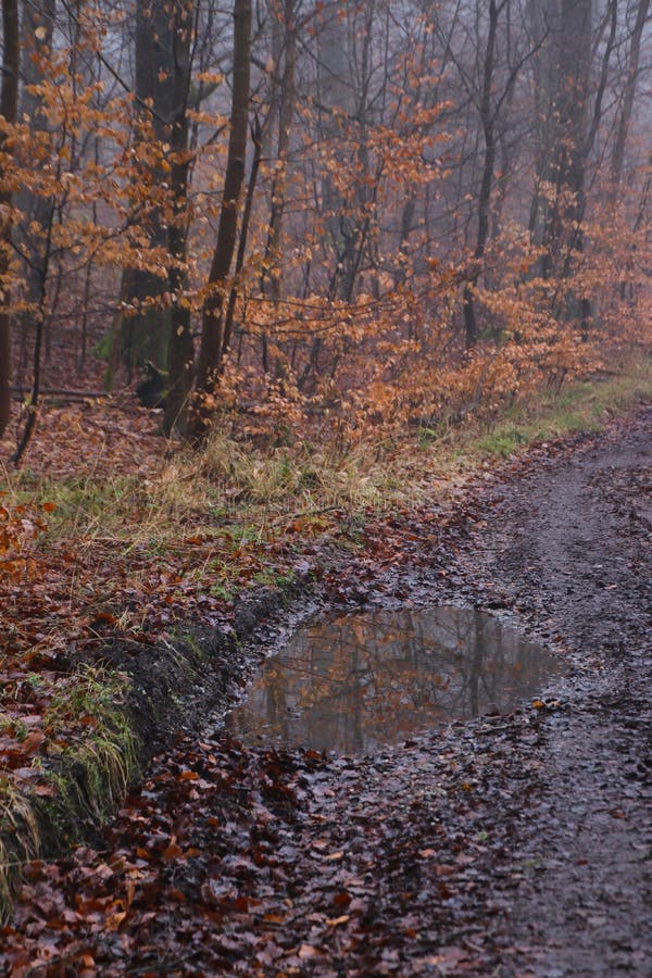 Puddle in the February Cold Forest Stock Image - Image of leaves ...