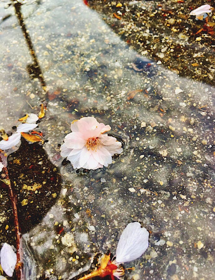 Puddle stock image. Image of flowers, puddle, rain, cement - 92628255