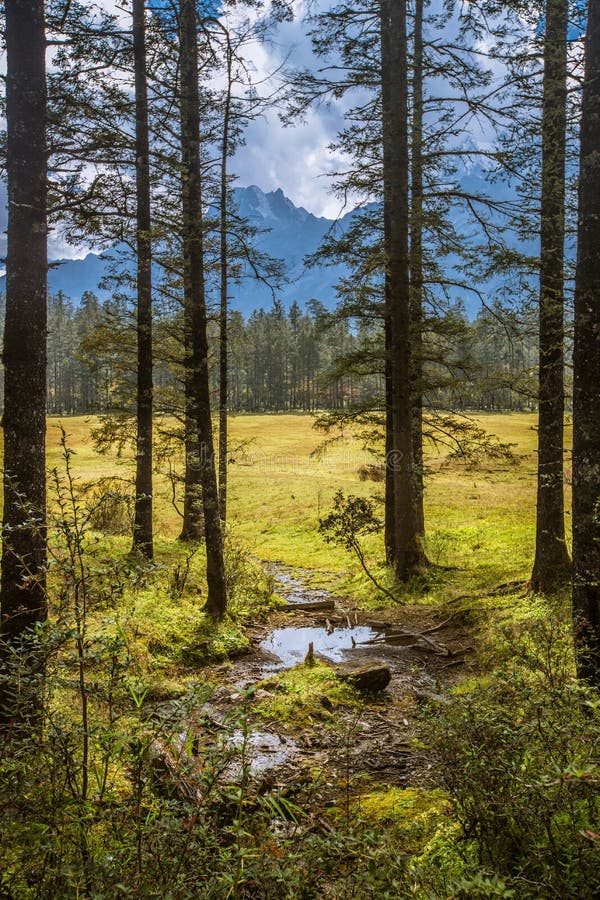 Puddle in the forest stock image. Image of landscape - 48591437