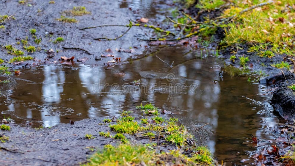 Puddle in the Forest, Melting Ice in a Puddle Stock Photo - Image of ...