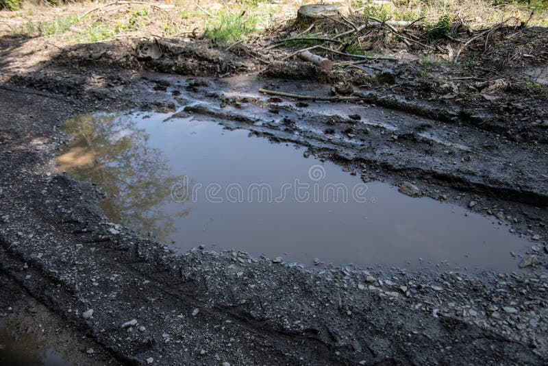 Puddle on forest path stock photo. Image of reflections - 224880248