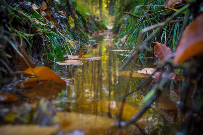 Puddle in the forest stock photo. Image of brown, october - 103952340