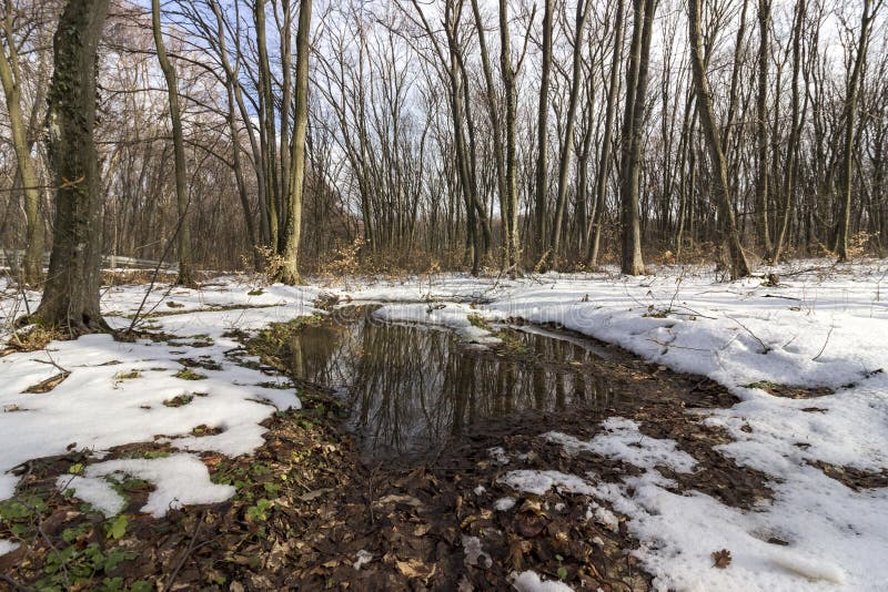A puddle in a forest stock image. Image of crust, trees - 110690041