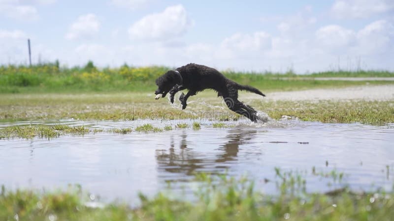Puddle Fun of a Black Poodle with Stick Stock Video - Video of grass ...