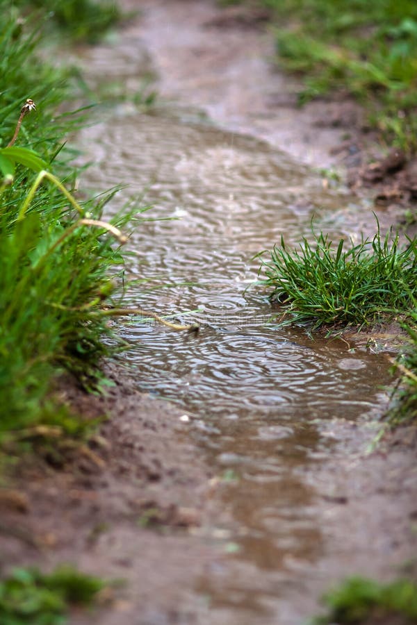 Puddle on a Garden Path in the Rain Stock Photo - Image of raindrop ...