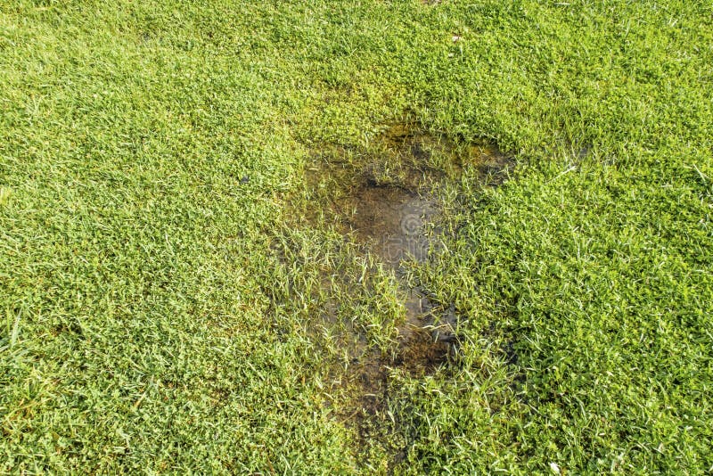 Puddle in the Grass in Nature Stock Photo - Image of green, pool: 193216682