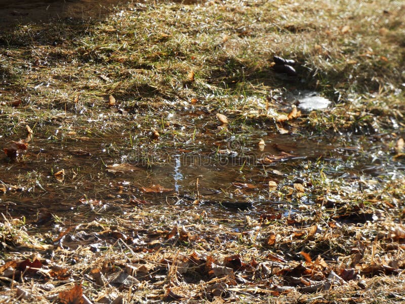A puddle in the grass stock photo. Image of leaf, puddle - 364516458