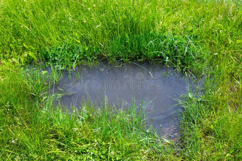 Puddle on green meadow stock photo. Image of field, spring - 148948744