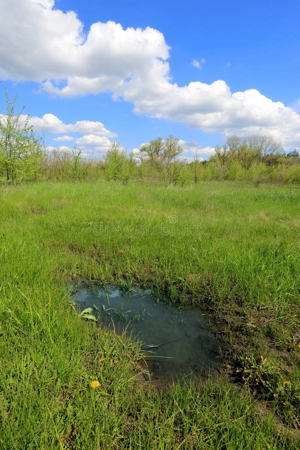Puddle on green meadow stock photo. Image of forest - 219721716