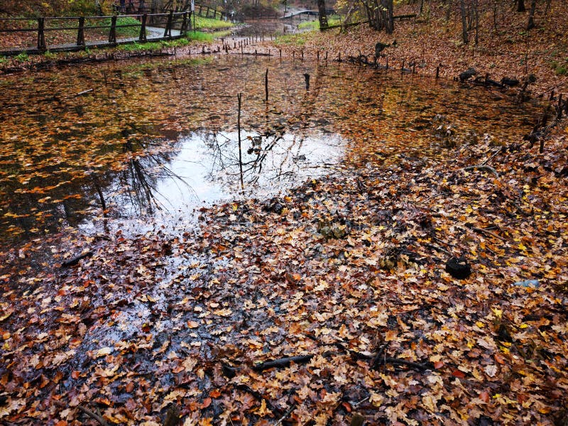 Puddle on the Ground with Dry Leaves Stock Photo - Image of natural ...