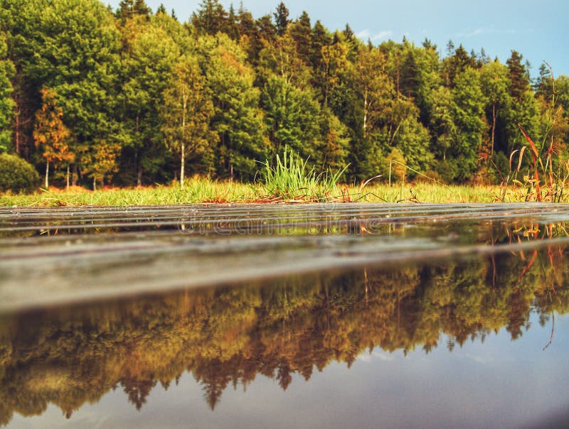Puddle on the Ground Next To Forest Stock Image - Image of flower ...
