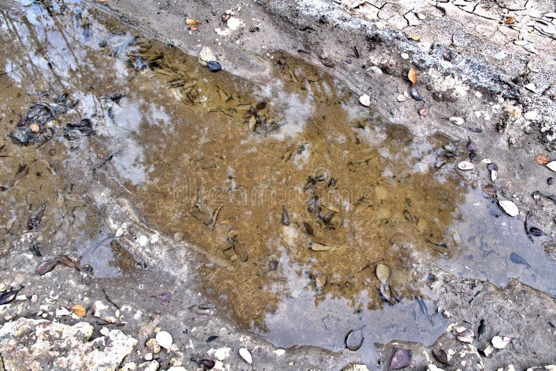 Puddle on the Ground after Rain Stock Photo - Image of heights, dirt ...