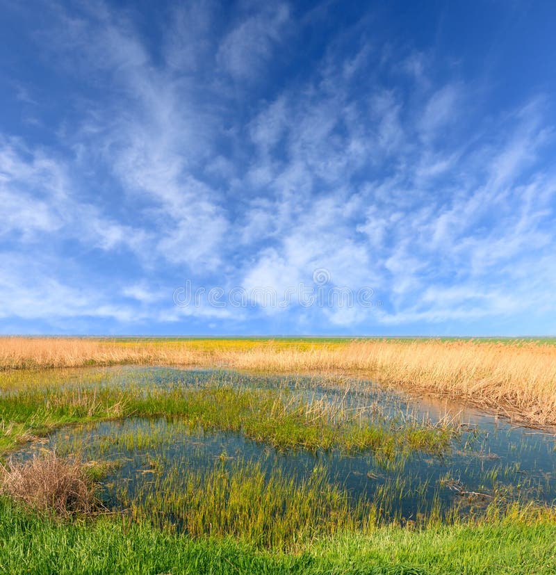 Puddle on meadow stock image. Image of land, pond, grass - 45314441