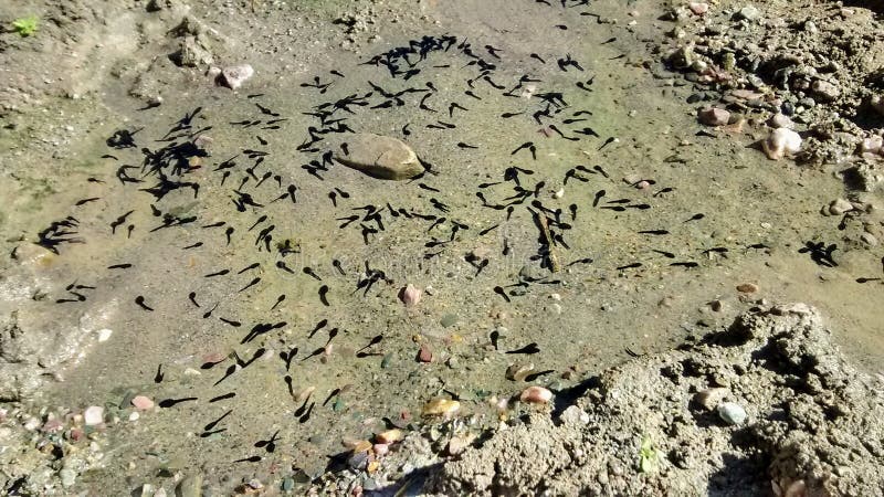 A puddle full of tadpoles stock image. Image of water - 156211045