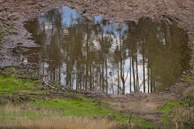 Puddle with Mud and Reflection of Sky and Trees Stock Photo - Image of ...