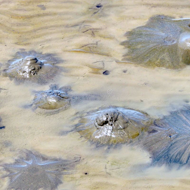 Puddle and Mud Texture, Abstract Background Stock Photo - Image of ...