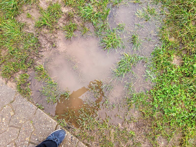 Puddle in Nature with Green Grass Stock Photo - Image of nature, water ...