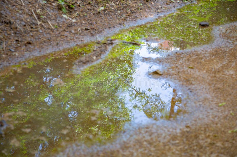 Puddle in the Park with a Reflection of a Tree Stock Photo - Image of ...