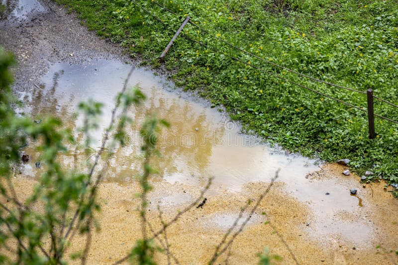 Puddle in the Park with a Reflection of a Tree Stock Image - Image of ...