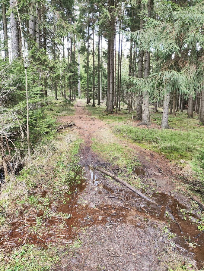 Puddle on the Path in the Czech Highlands Forest Stock Image - Image of ...