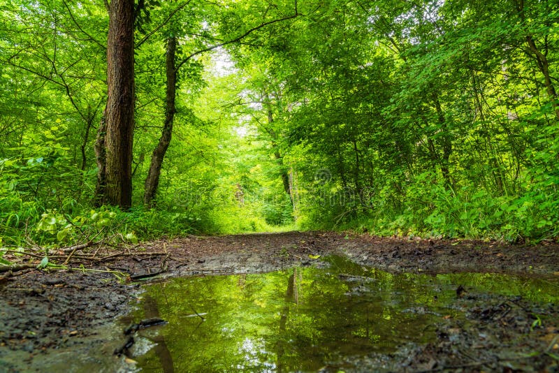 Rain Puddle Wild Dense Forest Stock Photos - Free & Royalty-Free Stock ...