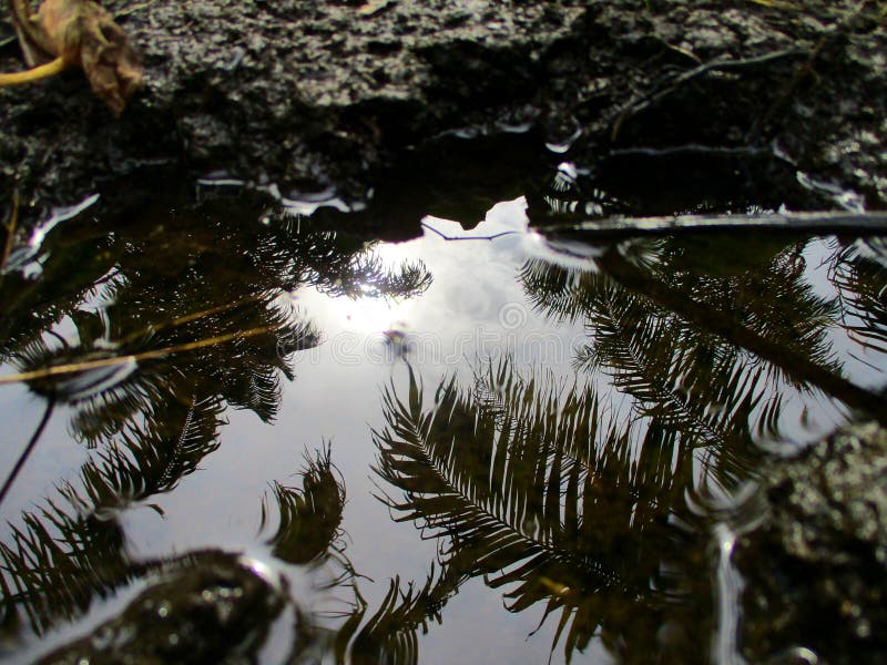 Puddle stock image. Image of reflection, stream, winter - 266621395