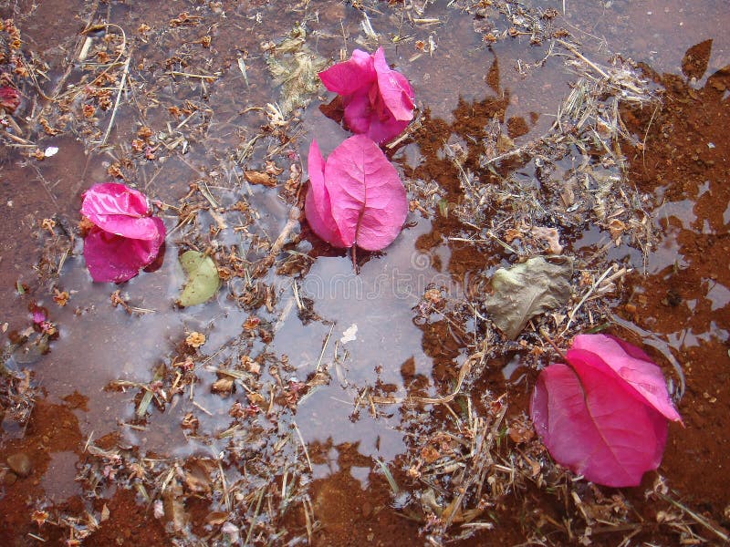 The puddle stock image. Image of flowers, details, water - 52432909