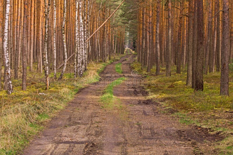 A Puddle in the Pouring Rain of Spring. Stock Image - Image of puddle ...