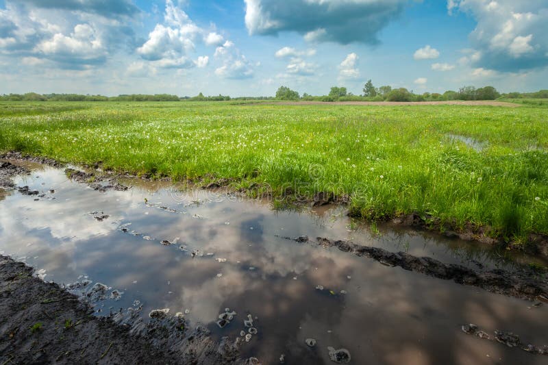 Puddle Rain Front Green Meadow Stock Photos - Free & Royalty-Free Stock ...