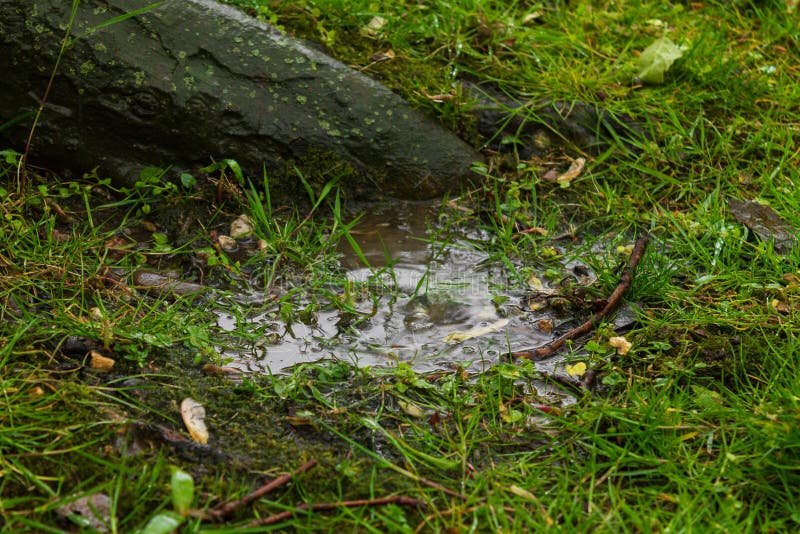 Puddle during the Rain on a Grassy Road Stock Photo - Image of park ...