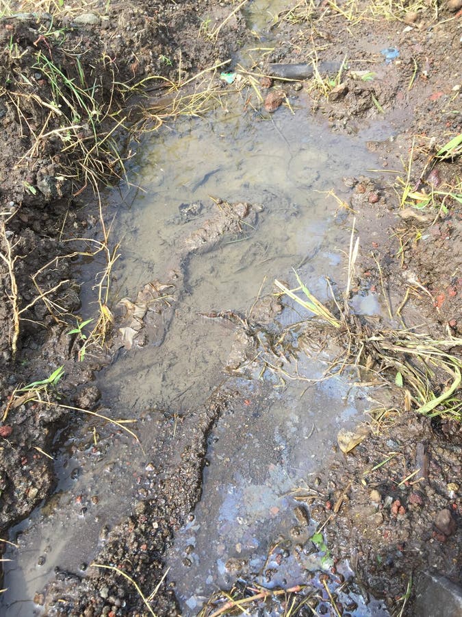 Puddle of rain stock photo. Image of wilderness, pond - 237876326