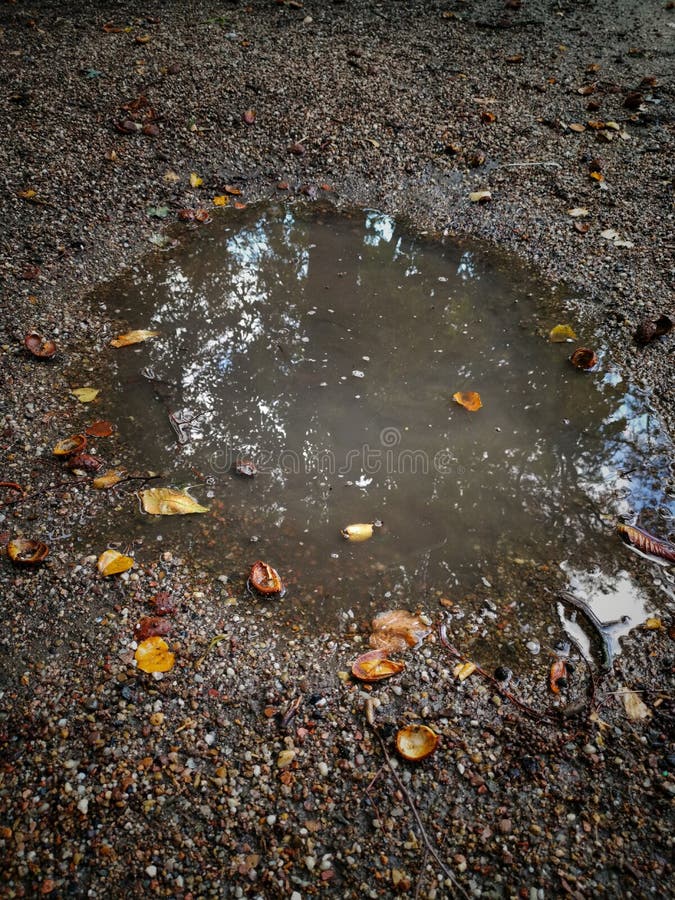 Puddle with Rainwater and Orange Tree Leaves Stock Photo - Image of ...
