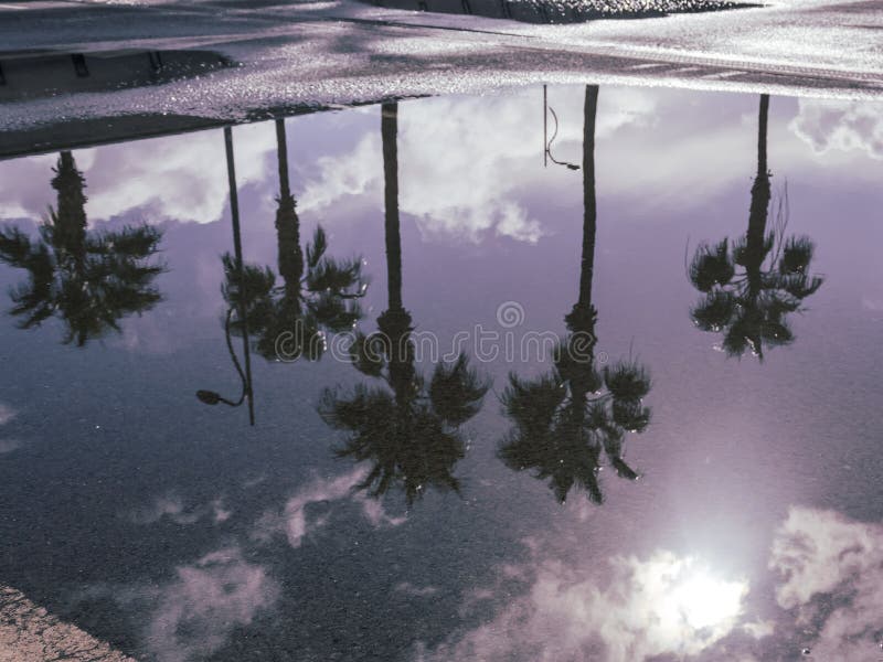 Puddle Reflection of Palm Trees Stock Image - Image of gray, clouds ...