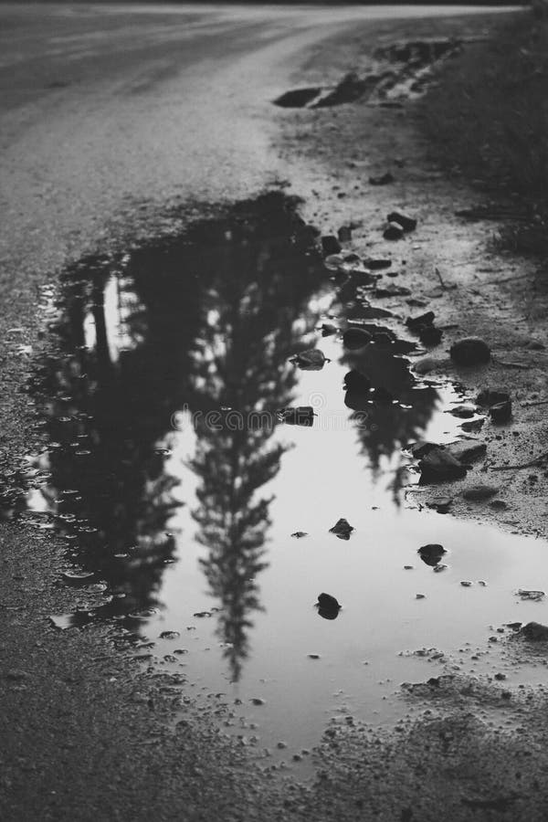 Puddle Reflection Tree on the Road in a Pool Stock Photo - Image of ...