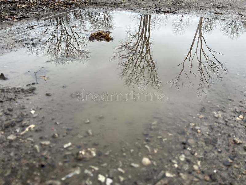 Puddle Reflection stock photo. Image of morning, plant - 265633208