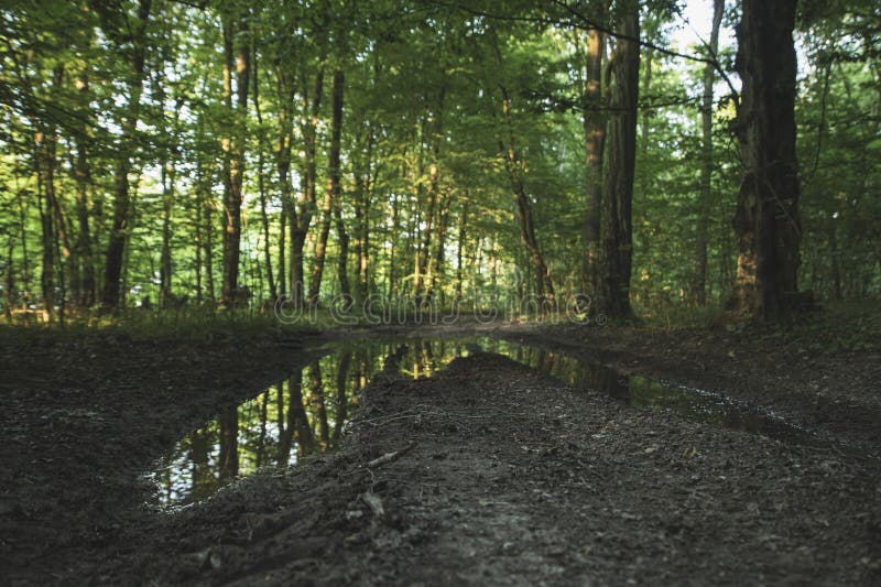A Puddle on the Road through the Dark Deciduous Forest of the Temperate ...
