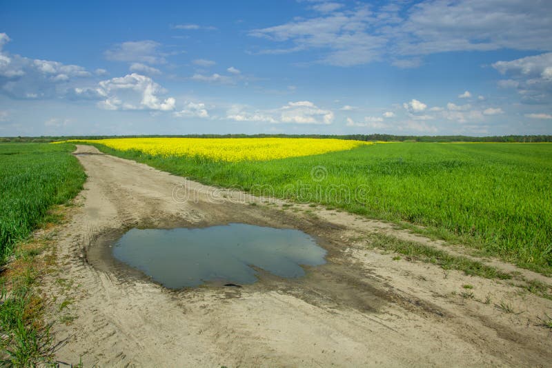 Puddle on the Road through the Fields Stock Photo - Image of rain ...