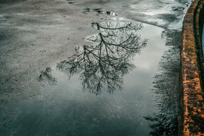 Puddle on Road Reflecting Tree Stock Image - Image of light, route ...